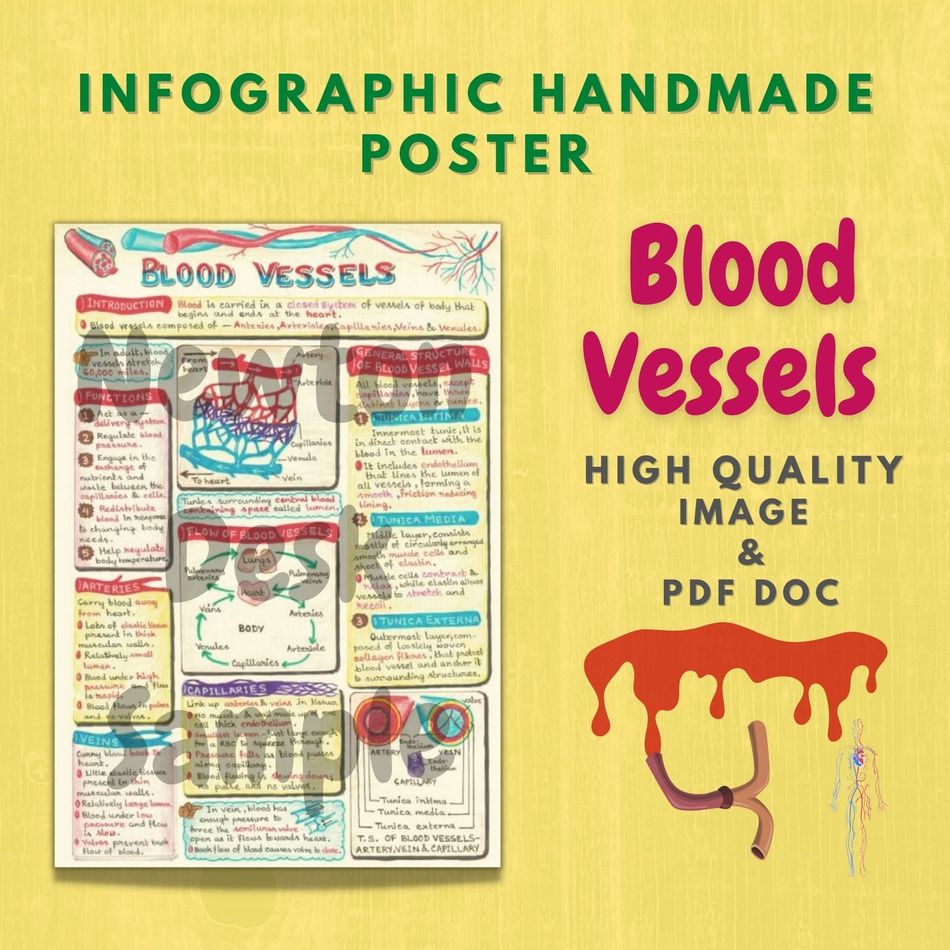 Blood Vessels Infographic (Handmade) Poster [Biology]