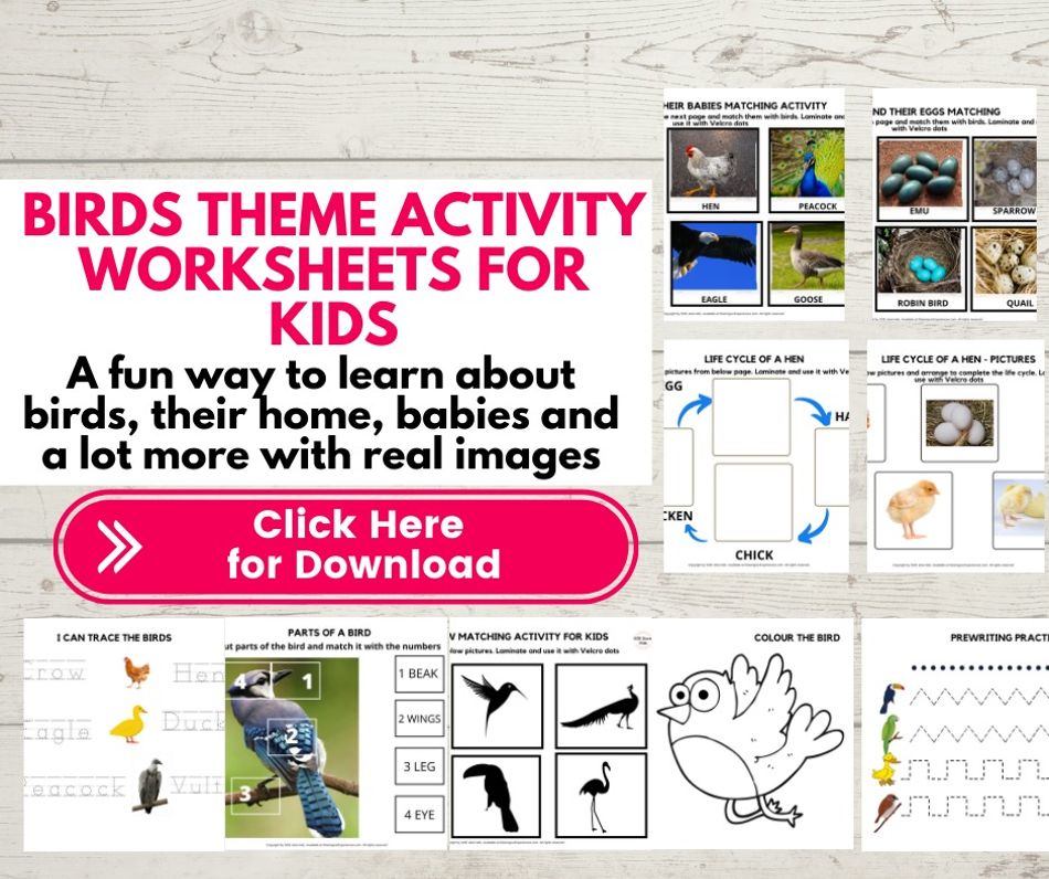 Bird theme activity worksheets for kids bundle